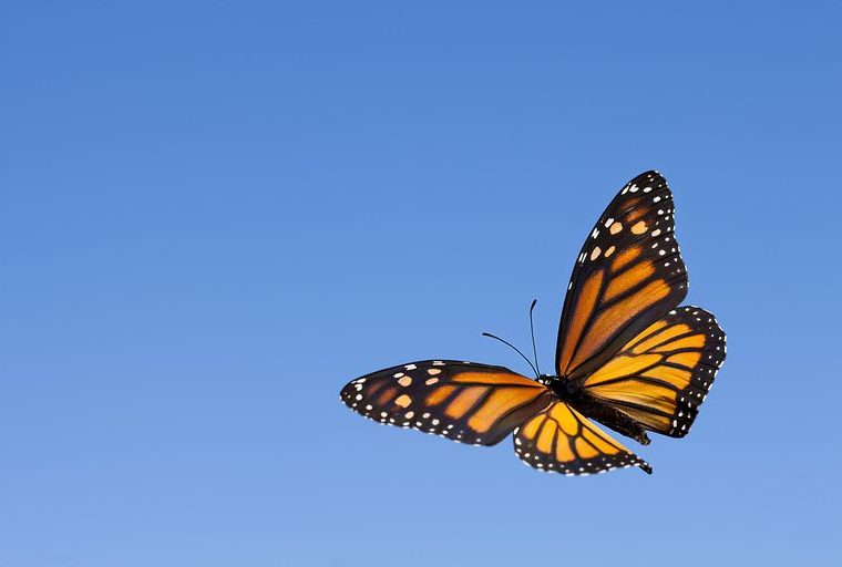 All About Monarchs - Monarch Butterfly