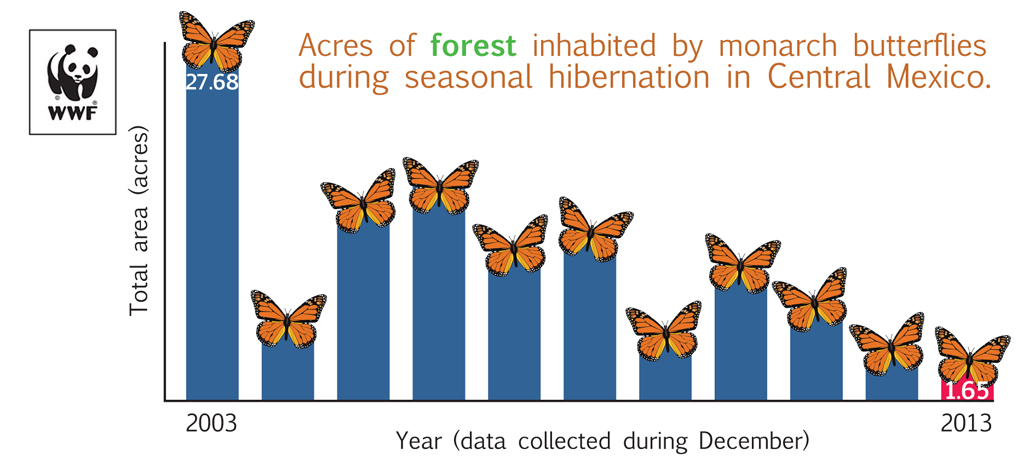 Monarch Migration - Monarch Butterfly
